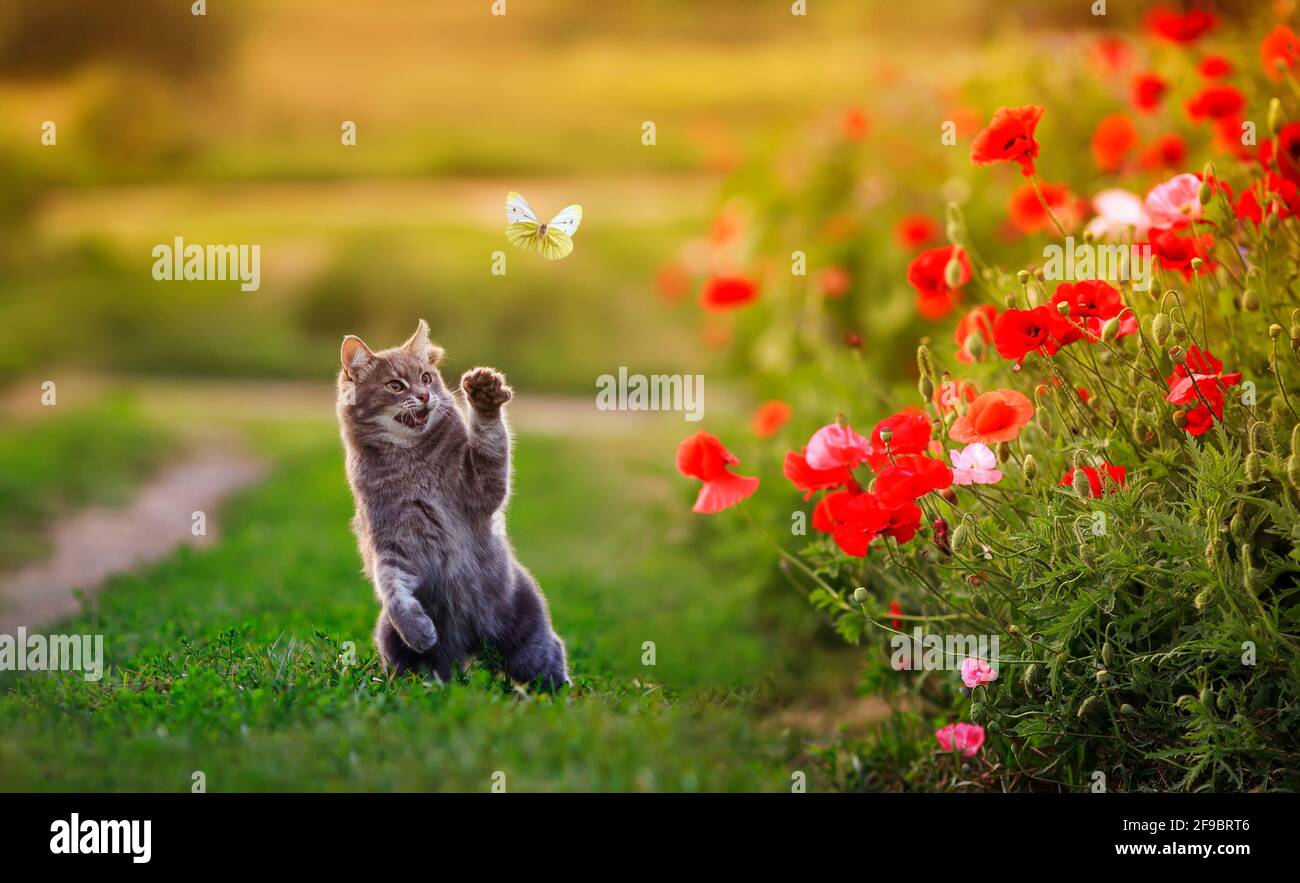 Cat Catching Butterfly