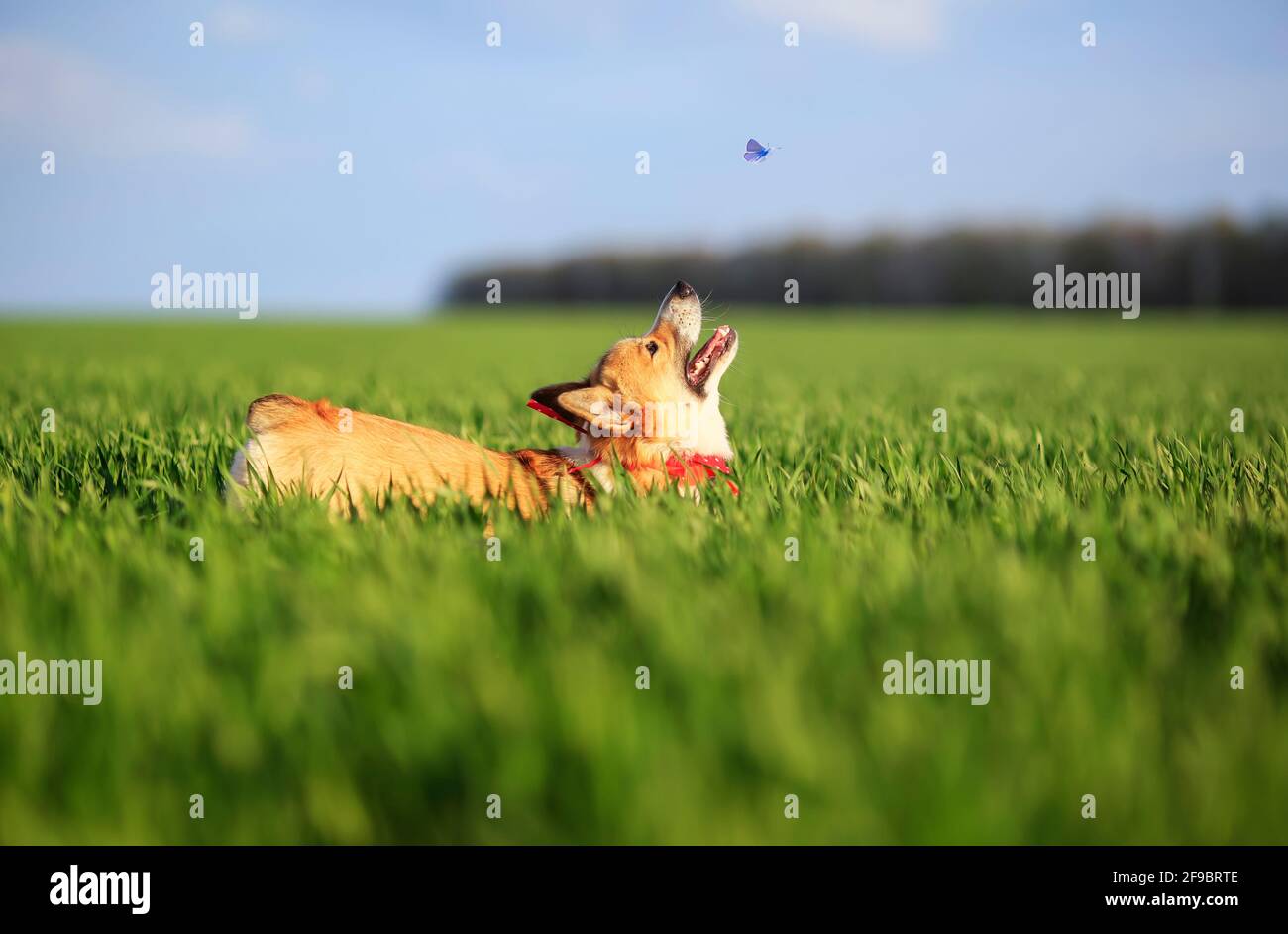 Dog chasing butterfly hi-res stock photography and images - Alamy