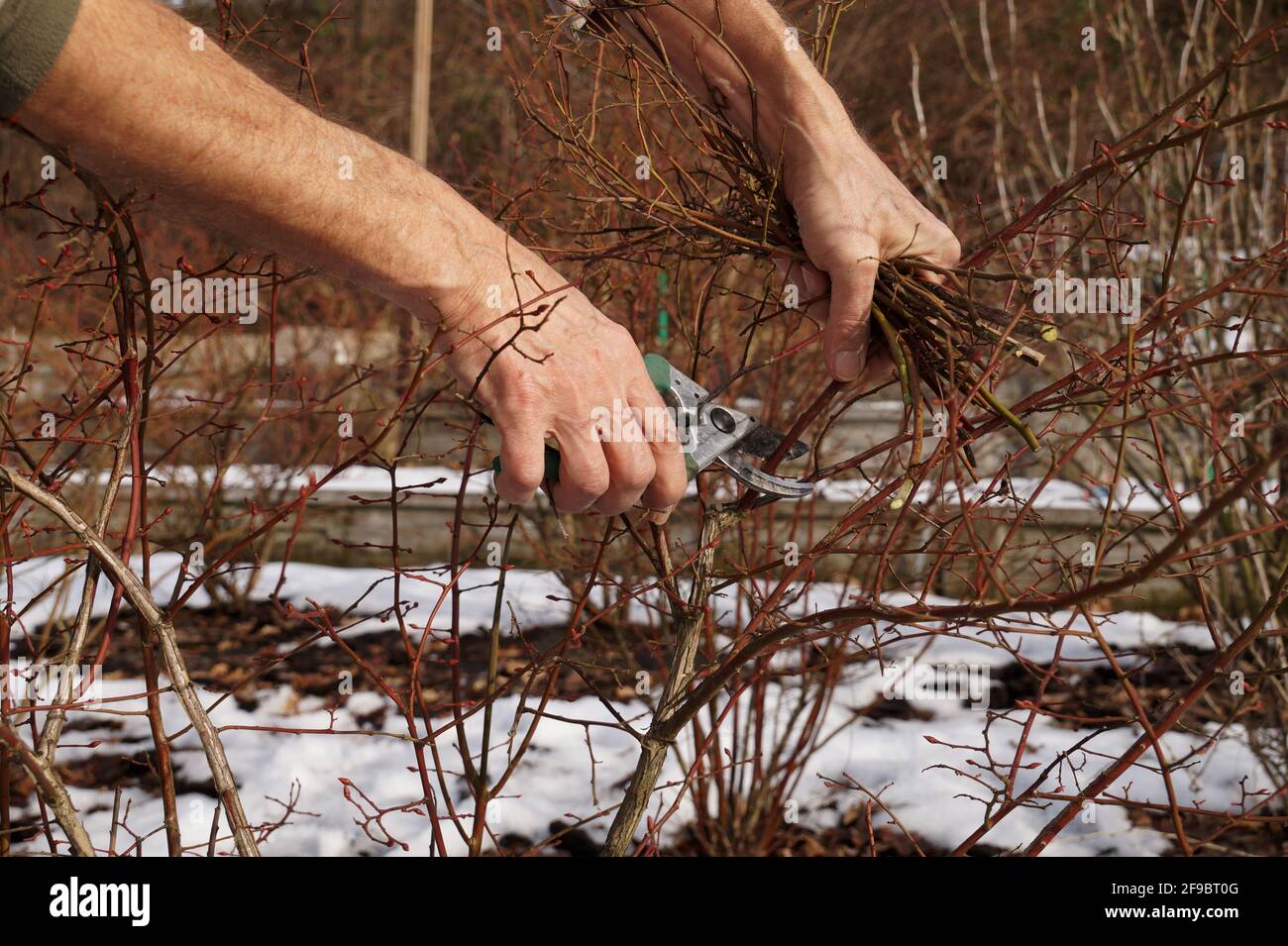Trimming shrubs hi-res stock photography and images - Alamy
