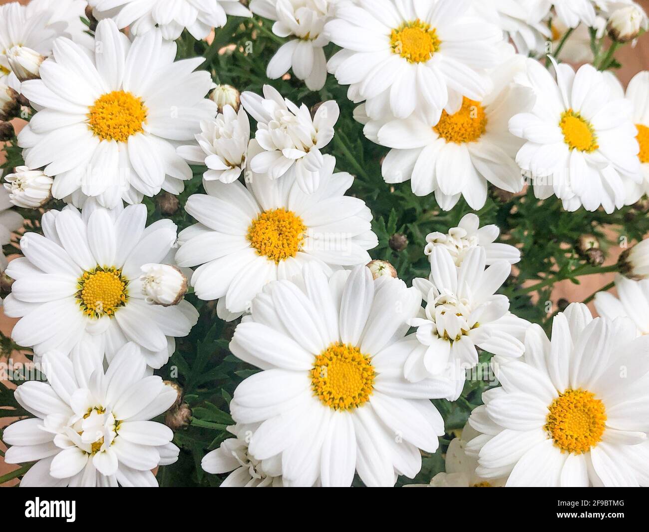 spring background with blooming white daisy flowers at garden Stock ...