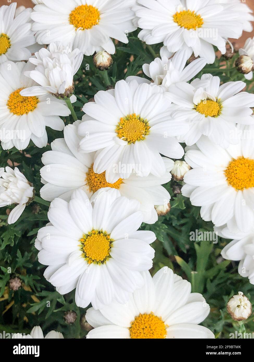 spring background with blooming white daisy flowers at garden Stock ...
