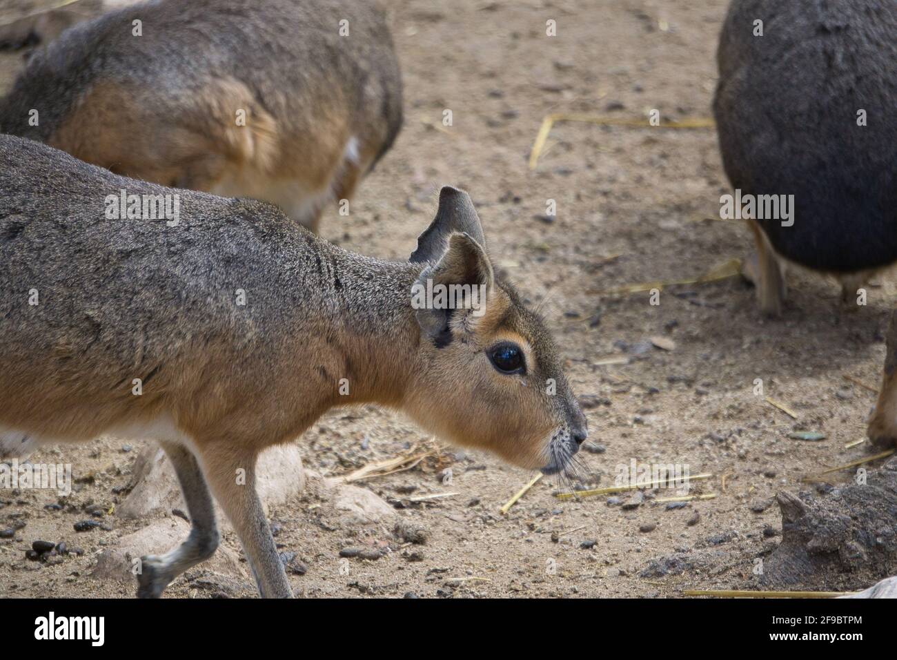 Alicante Animal