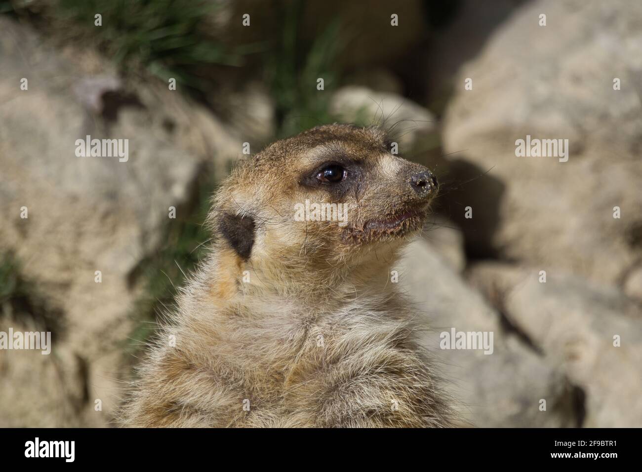 meerkat in a natural park and animal reserve, located in the Sierra de ...