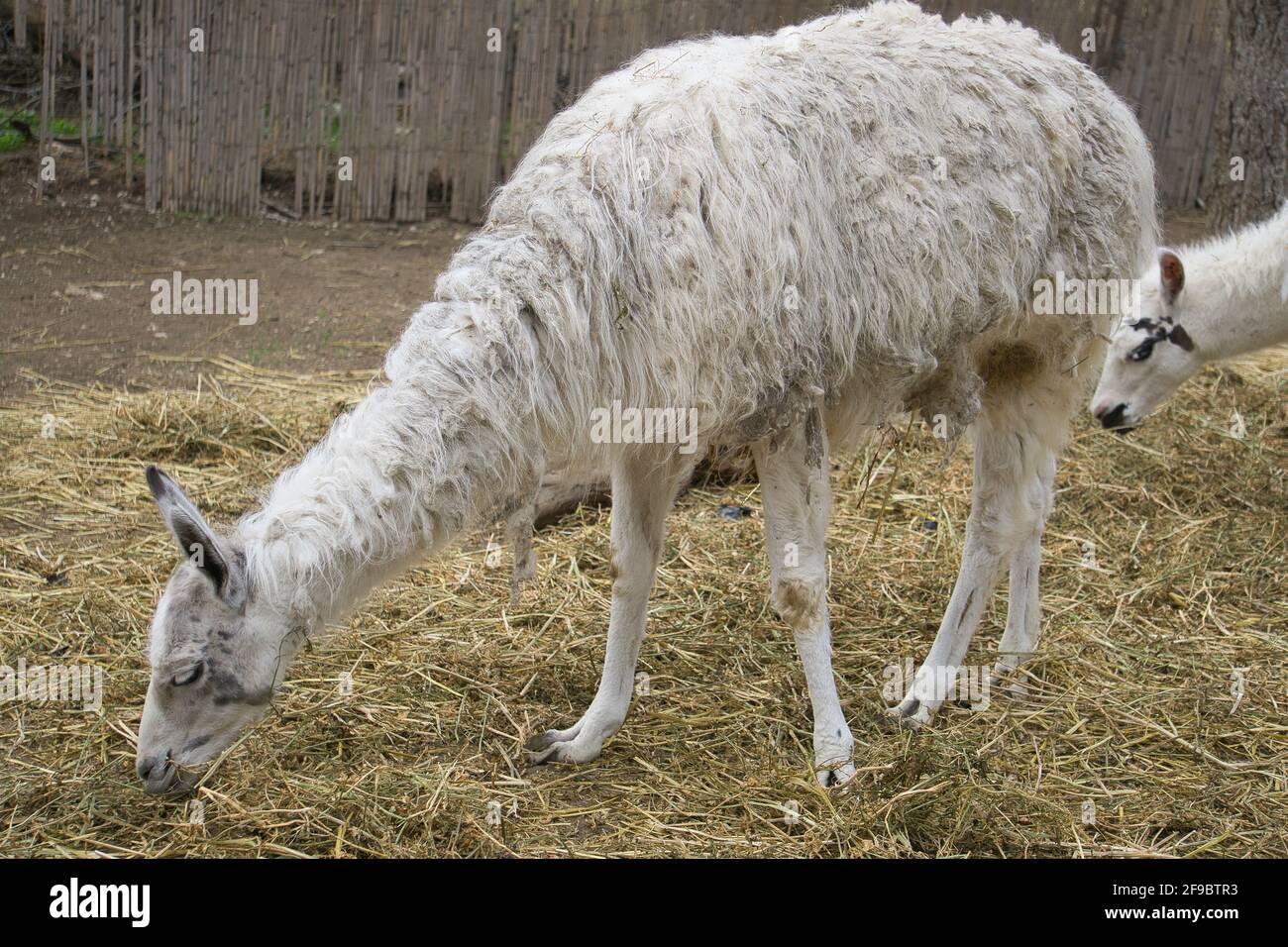 llama eating in a natural park and animal reserve, located in the ...