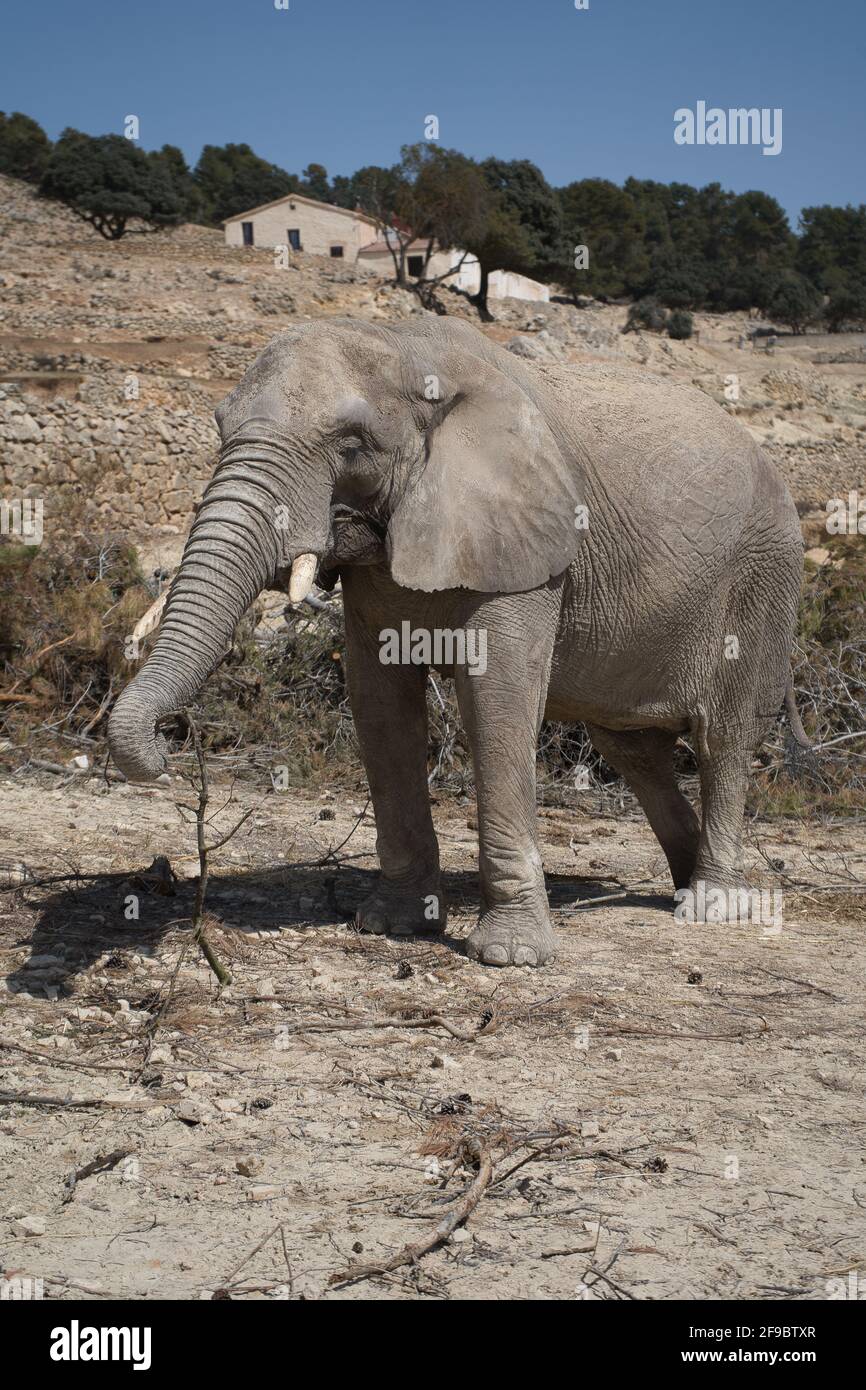 African elephant portrait in a natural park and animal reserve, located ...