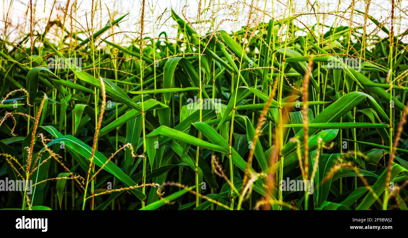 Green corn field background on agricultural farm.Natural crops grow ...
