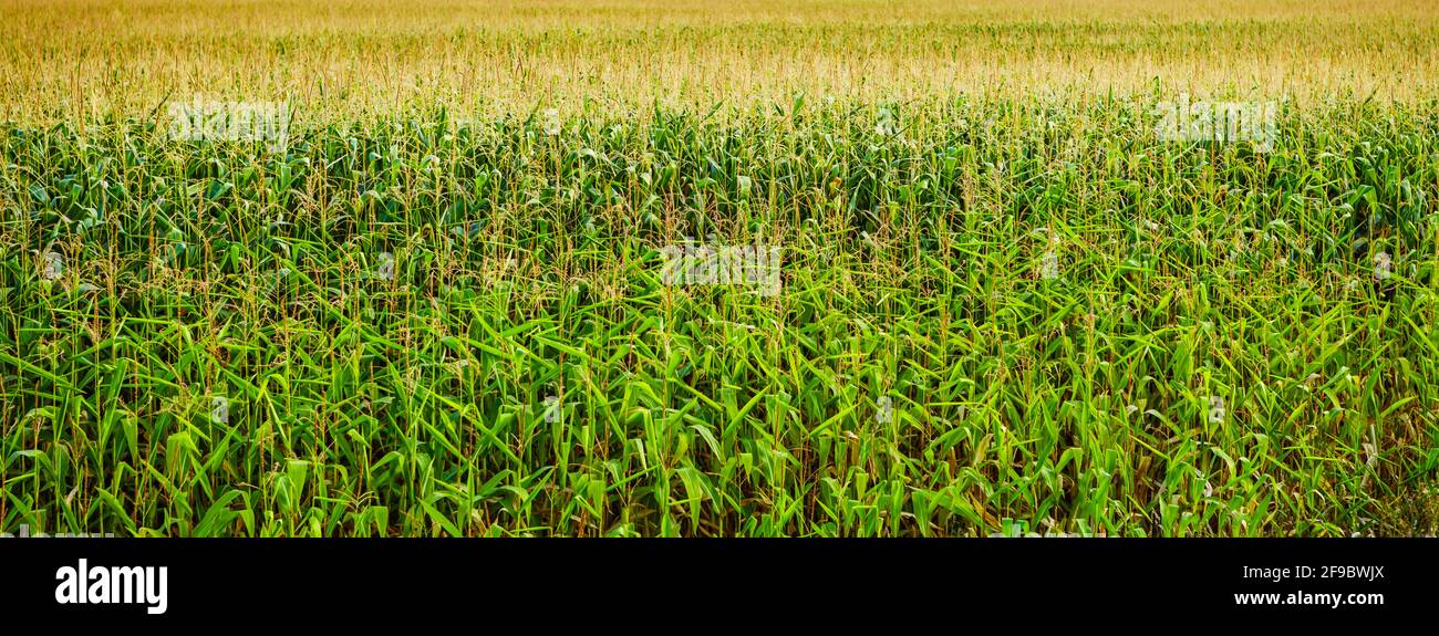 Agricultural field on rural farm.Cultivated fields with natural food ...