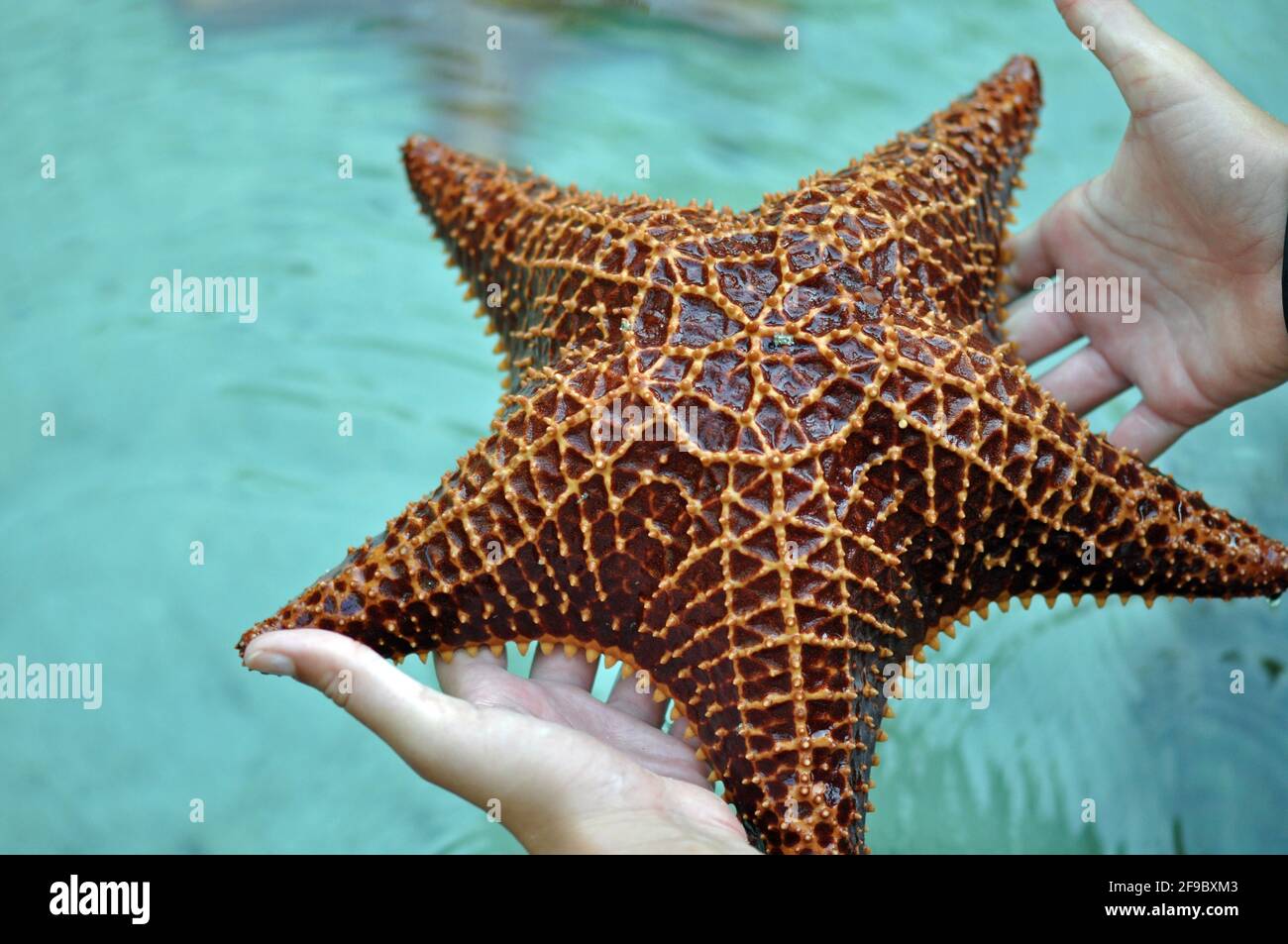 Closeup shot of an orange starfish with hard skin in human's hands on a ...