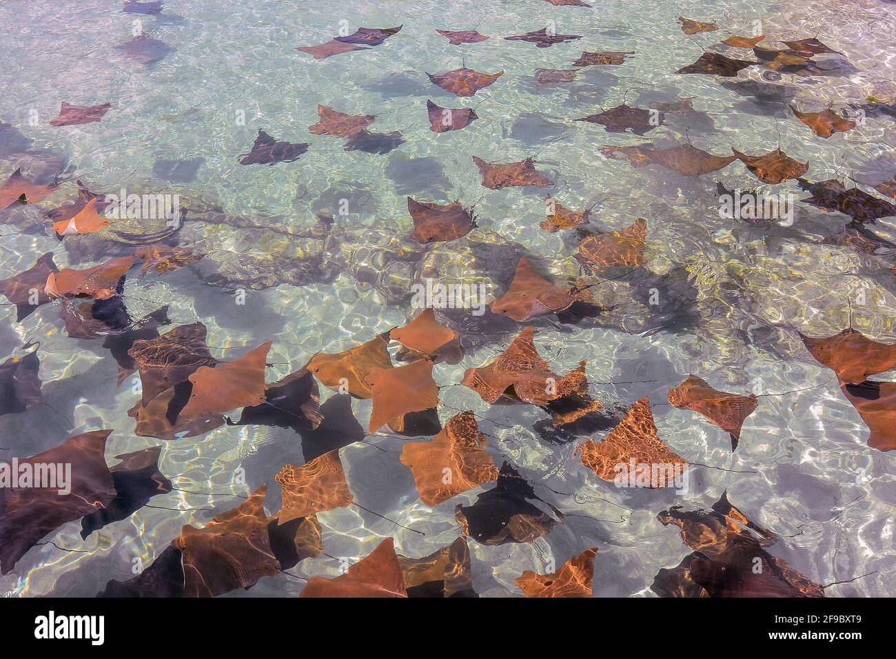 Massive school of brown stingrays swimming in crystal clear water ...