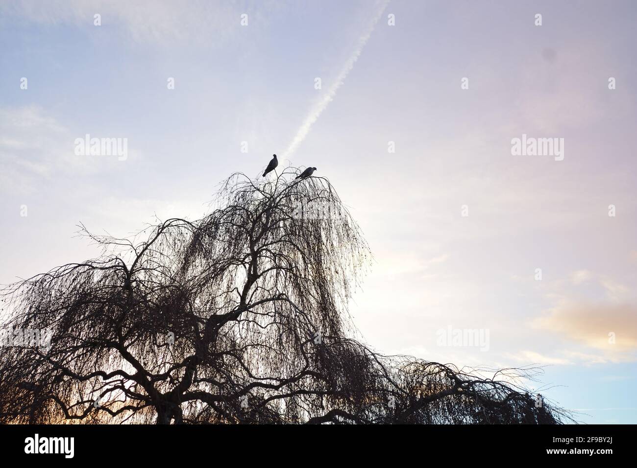 Birds sitting on the tree hi-res stock photography and images - Alamy