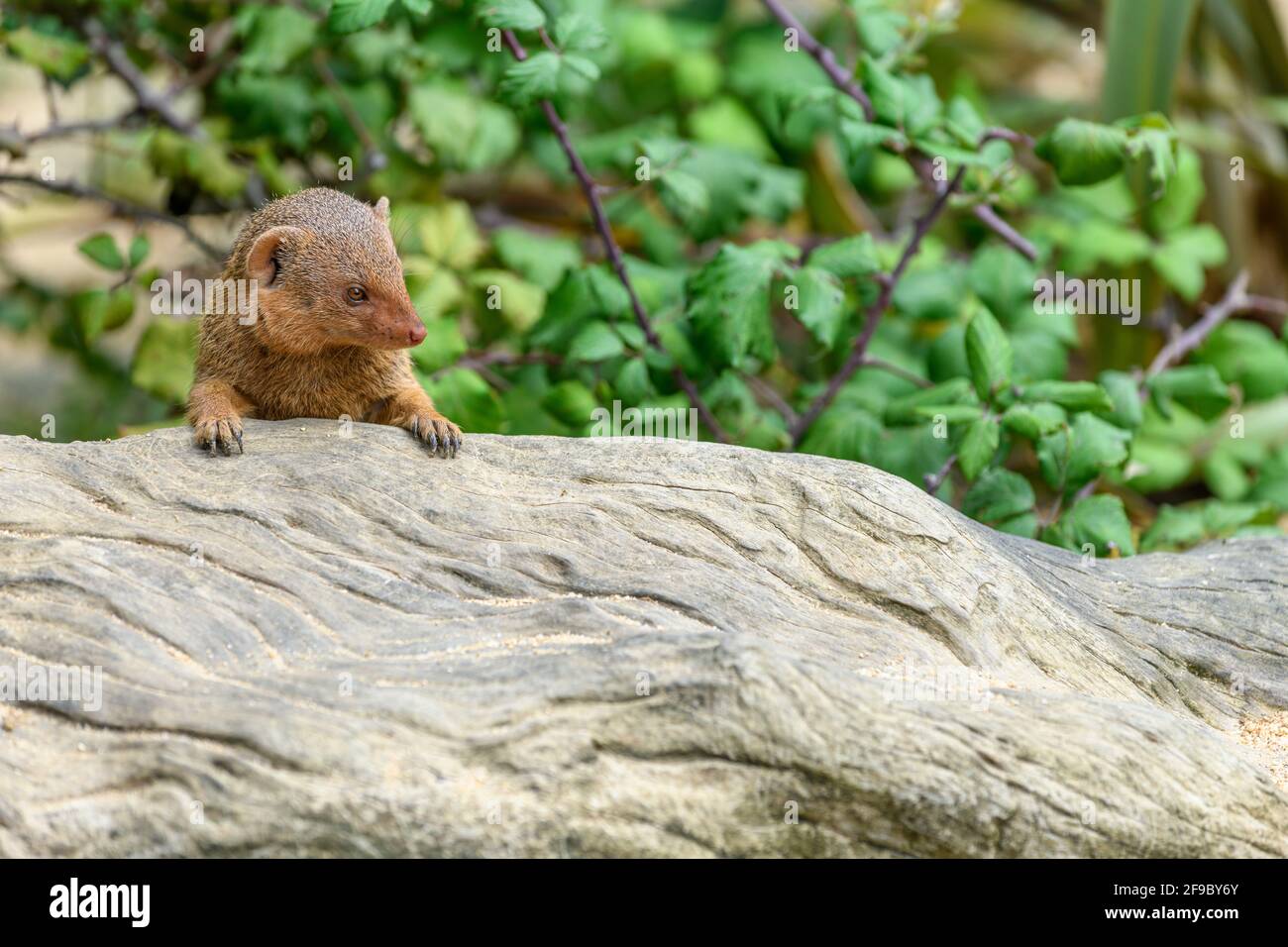 Dwarf mongoose in captivity at the Sables Zoo in Sables d'Olonne in ...