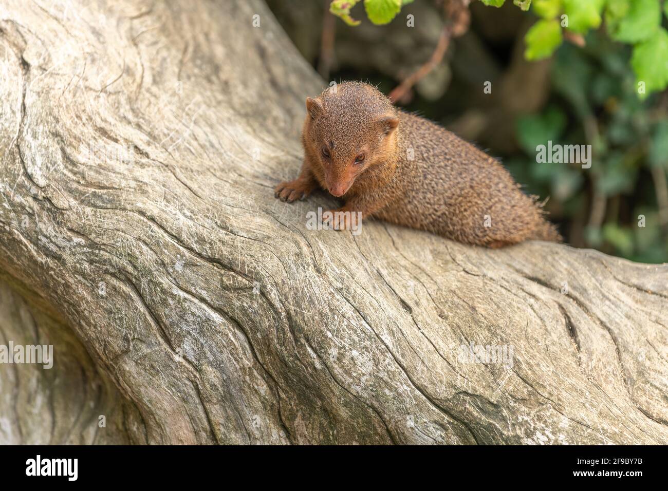 Dwarf mongoose in captivity at the Sables Zoo in Sables d'Olonne in ...