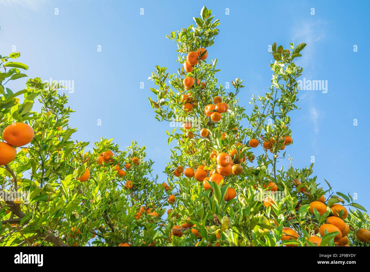 Mandarin trees bearing full grown fruits with clear blue sky background ...