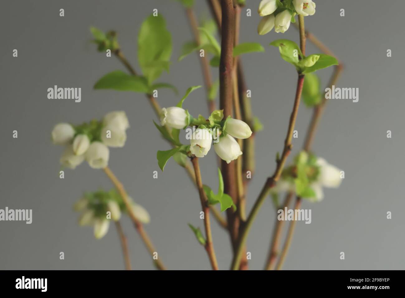 Blueberry buds of a plant Stock Photo - Alamy