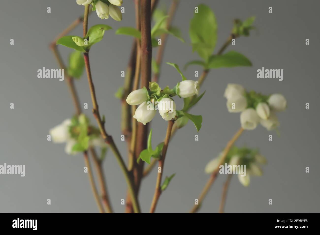 Blueberry buds of a plant Stock Photo - Alamy