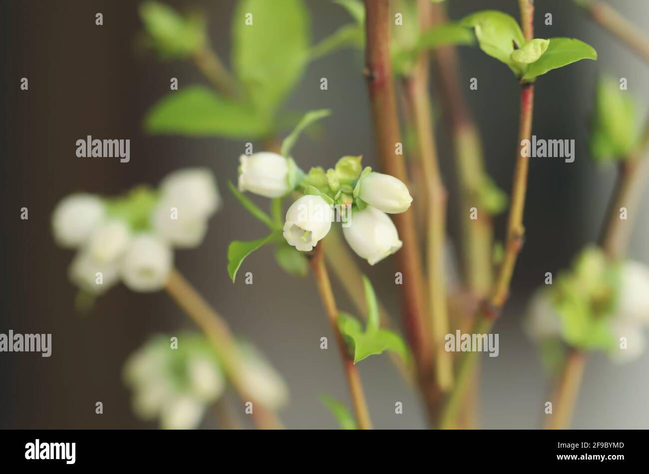 Blueberry buds of a plant Stock Photo - Alamy