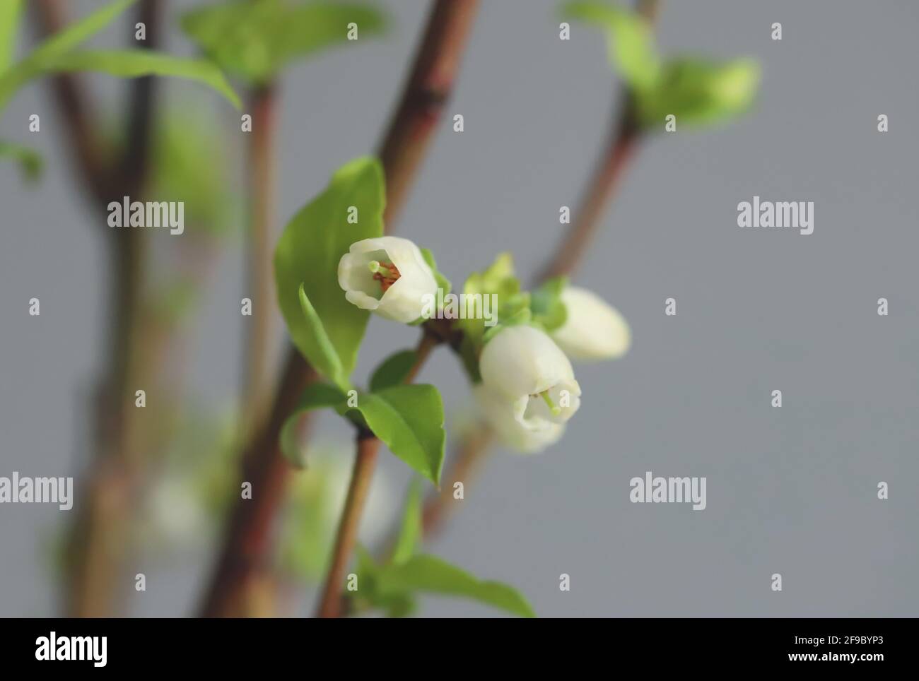 Blueberry buds of a plant Stock Photo - Alamy