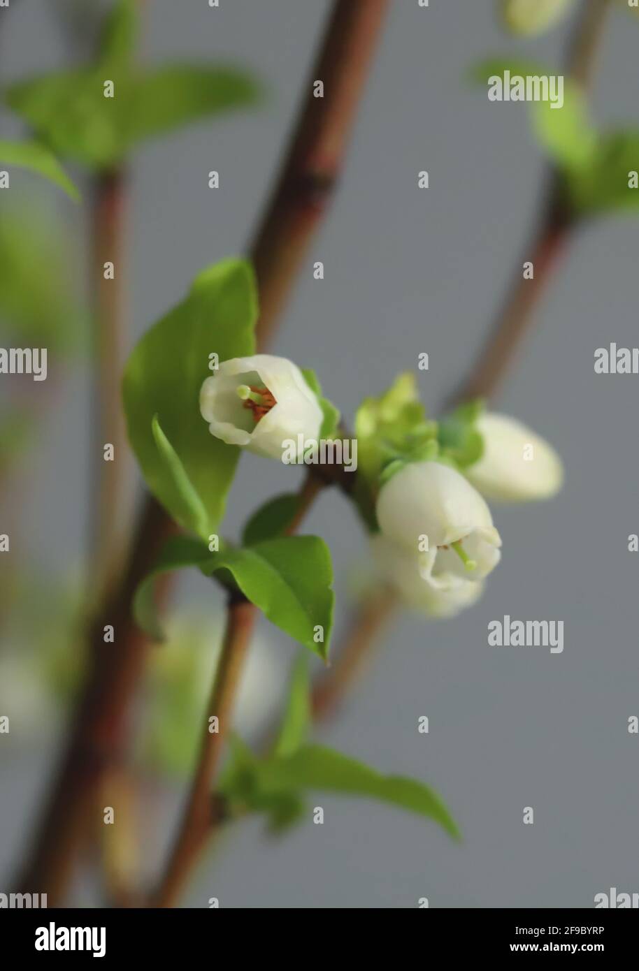 Blueberry buds of a plant Stock Photo - Alamy