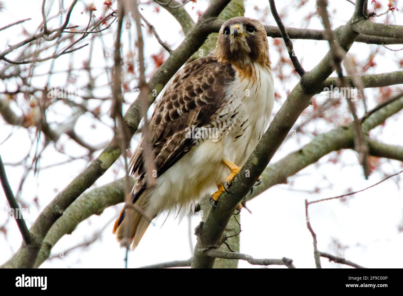Red tailed hawk perched hi-res stock photography and images - Alamy
