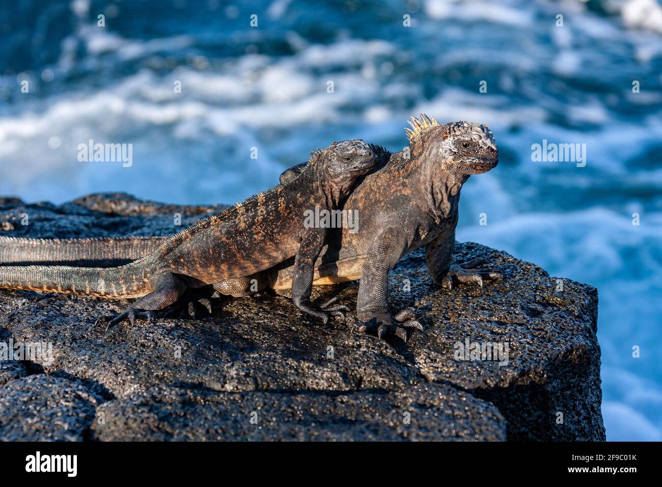 Galapagos Marine Iguana, a species of iguana found only on the ...