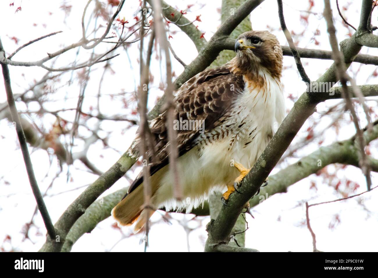 Red tailed hawk perched hi-res stock photography and images - Alamy