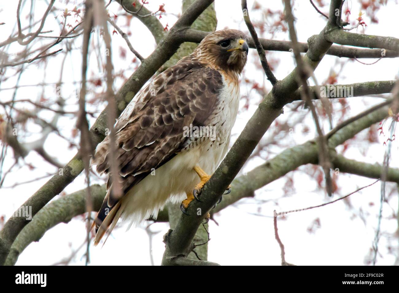 Red tailed hawk perched hi-res stock photography and images - Alamy