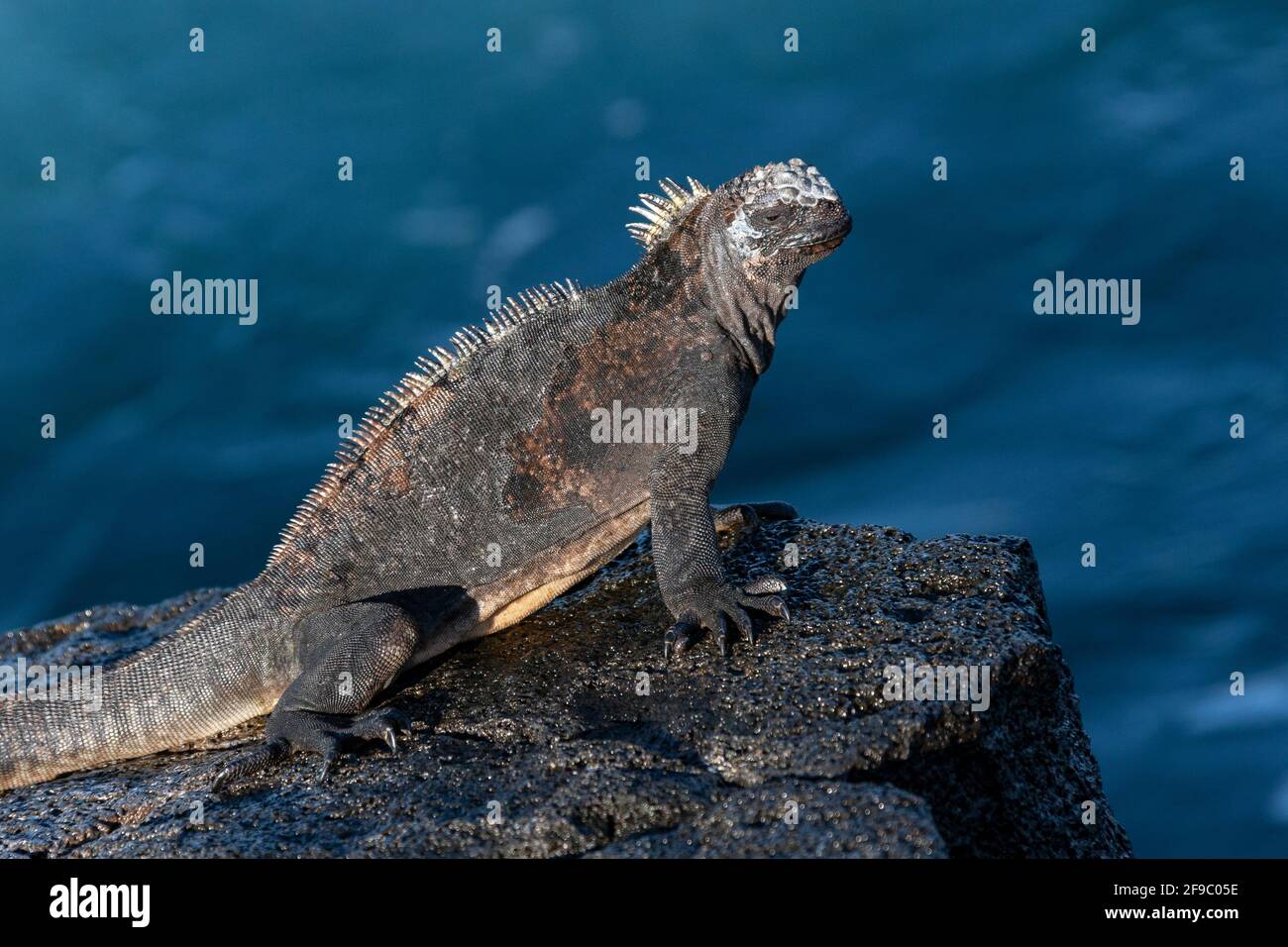 Galapagos Marine Iguana, a species of iguana found only on the ...