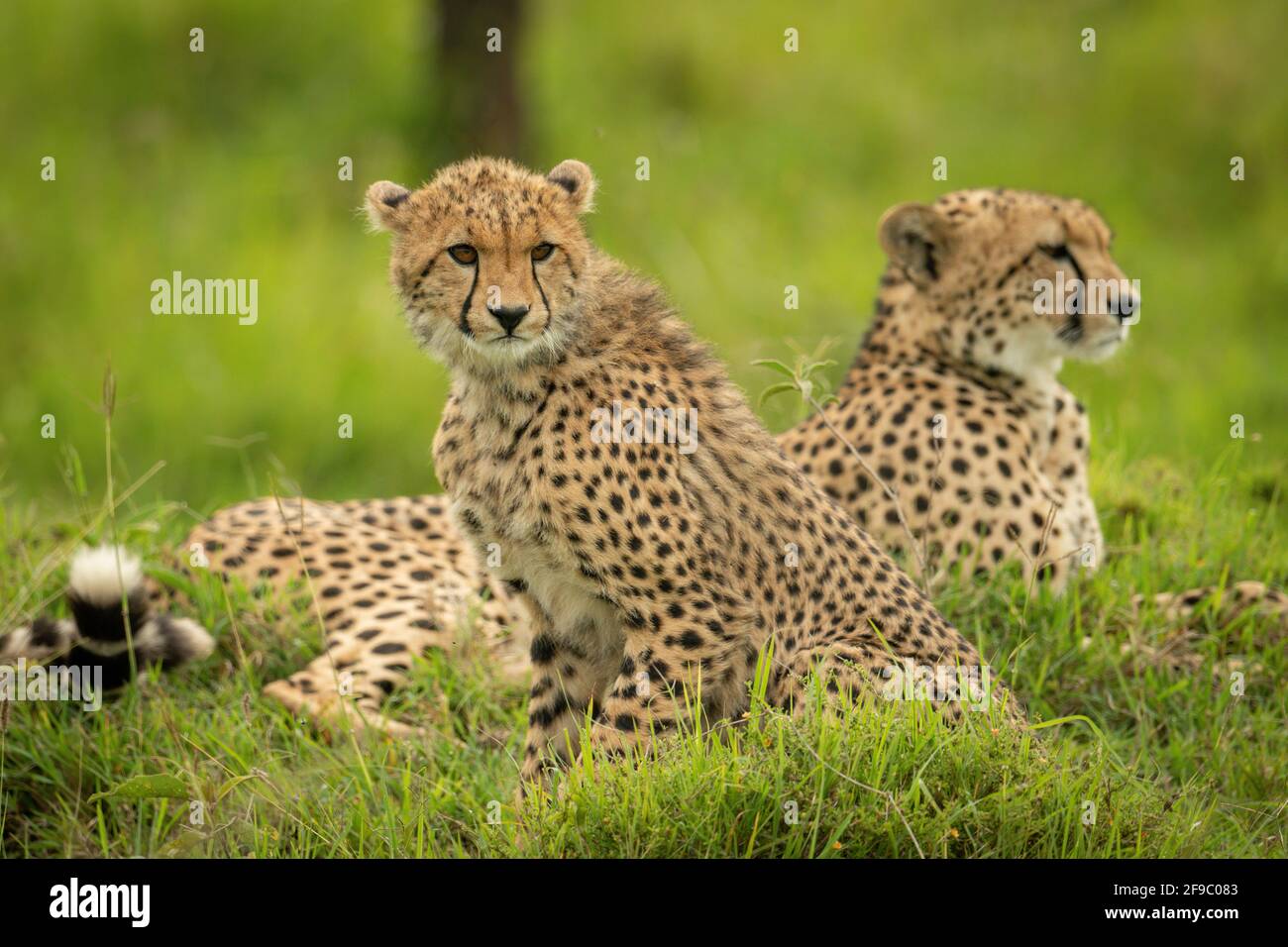 Cheetah cub sits beside mother in grass Stock Photo - Alamy