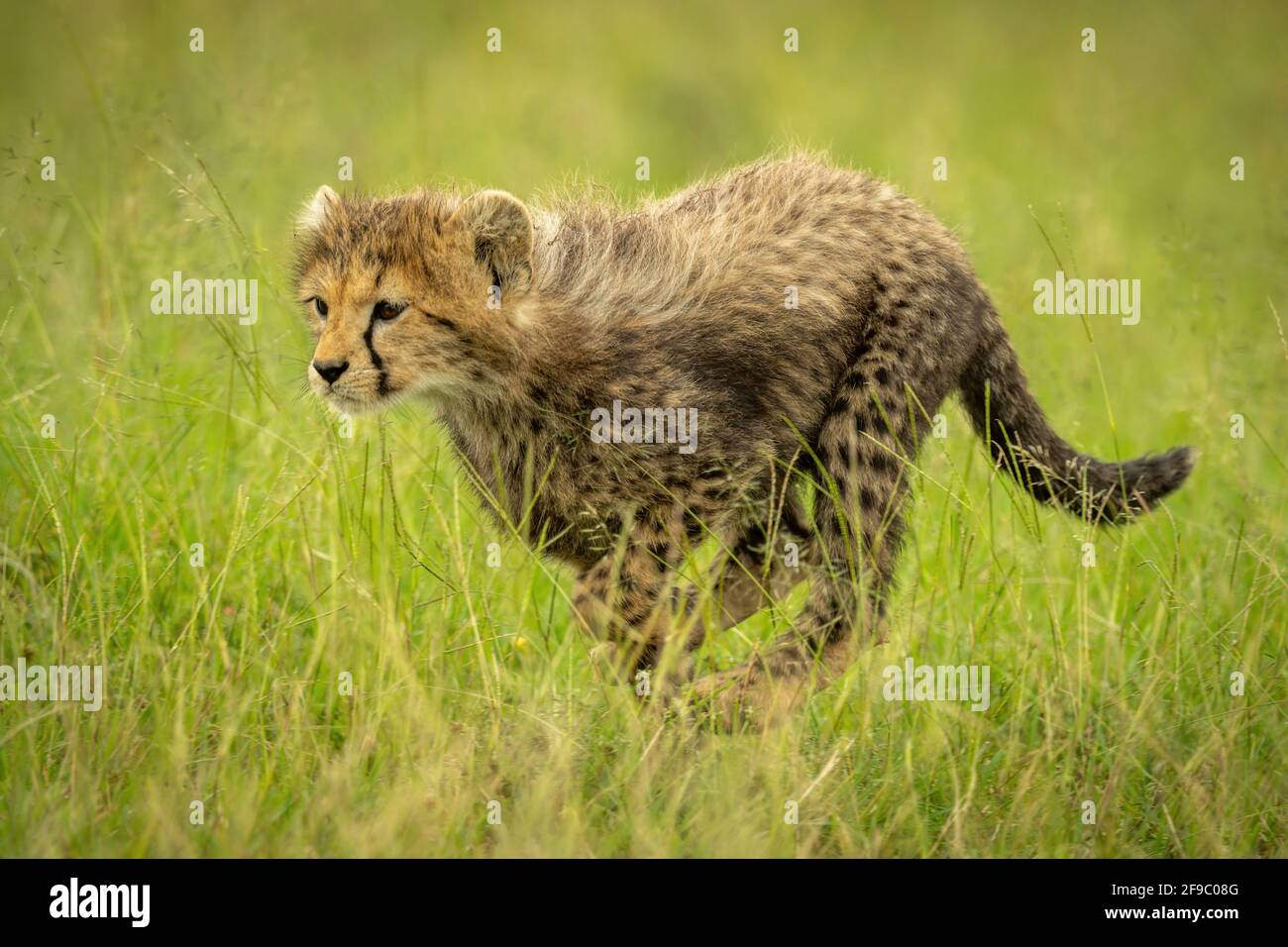 Cheetah Cubs Running