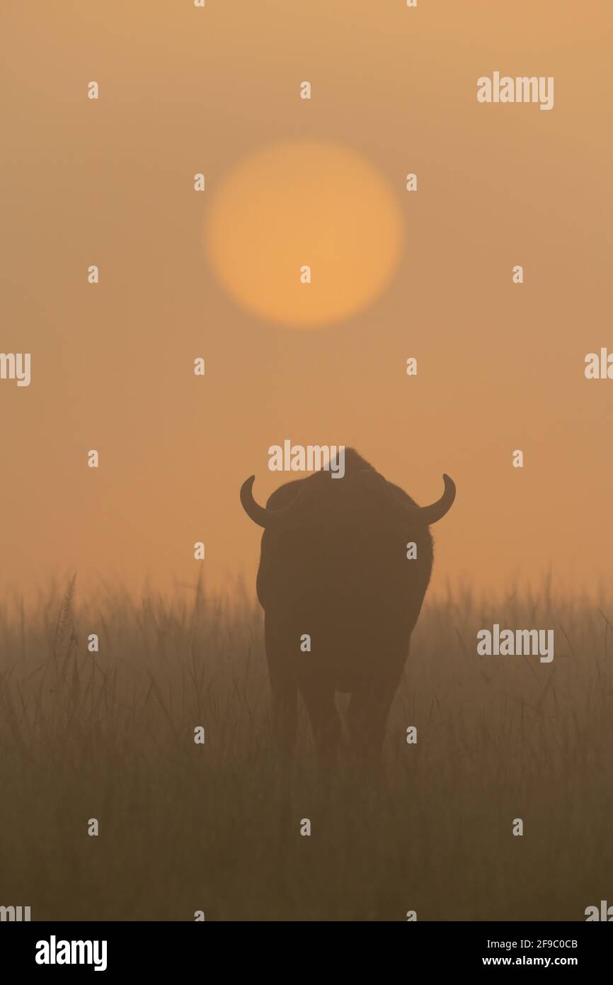 African cape buffalo walking in grassland hi-res stock photography and ...