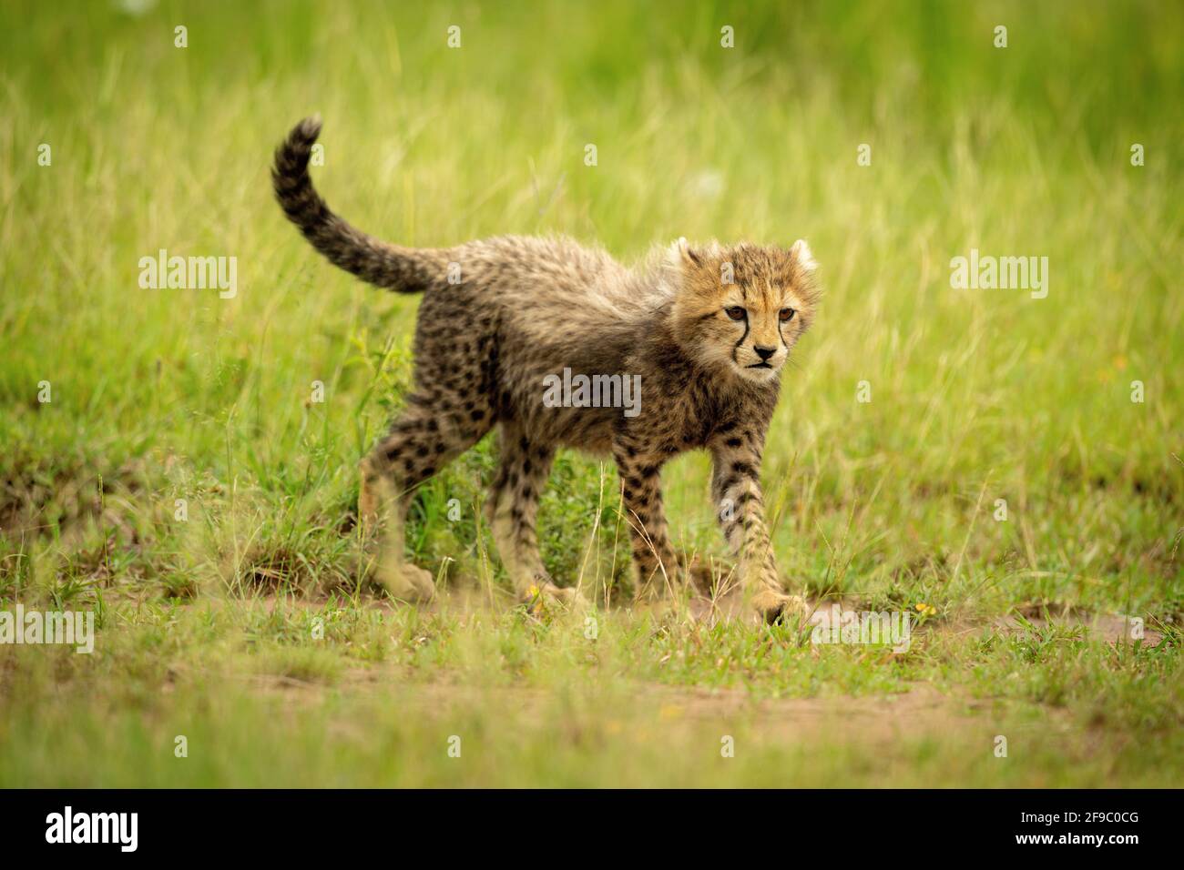 Cheetah cub crosses short grass staring right Stock Photo - Alamy