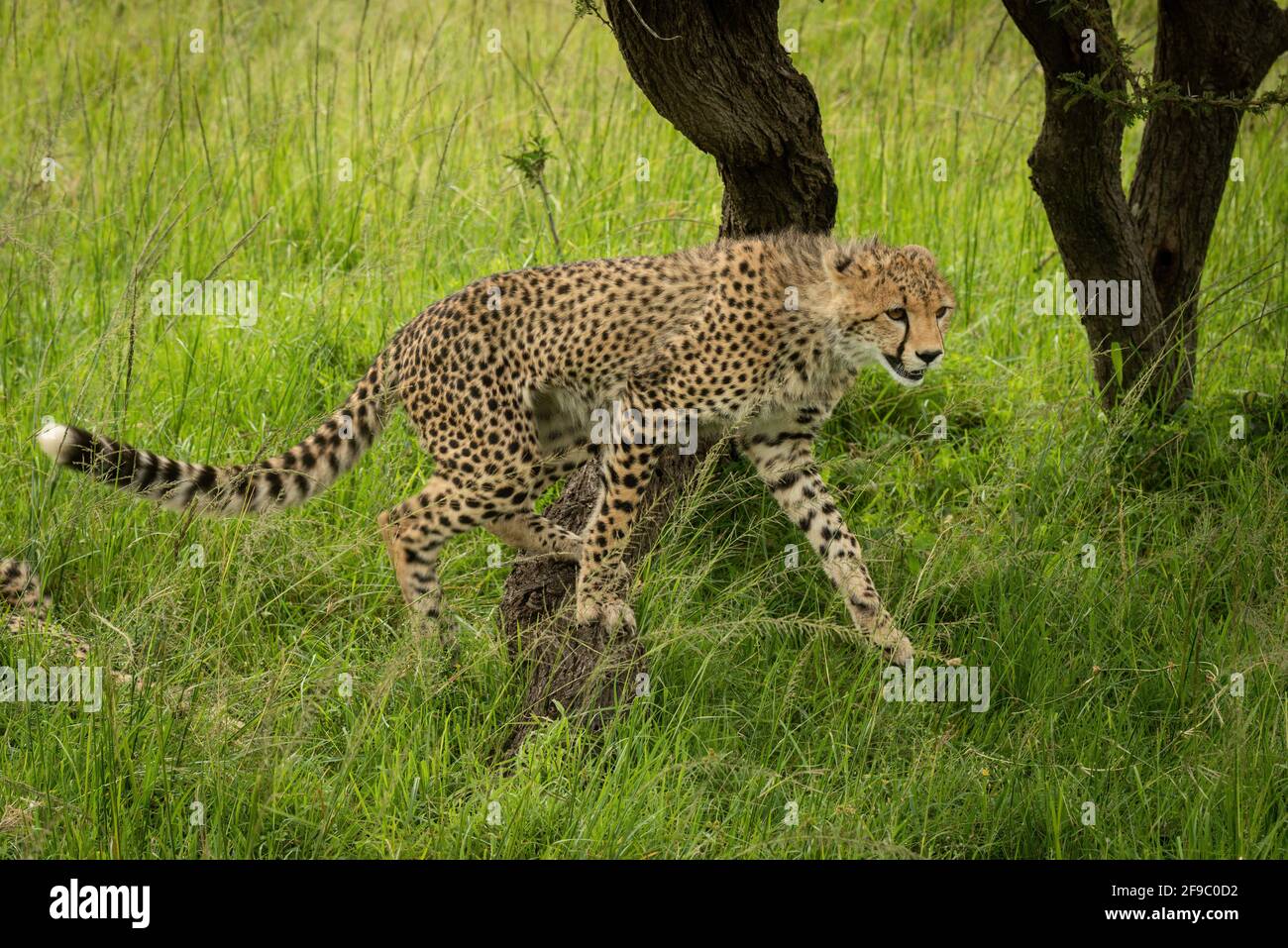 Baby cheetah tree hi-res stock photography and images - Alamy