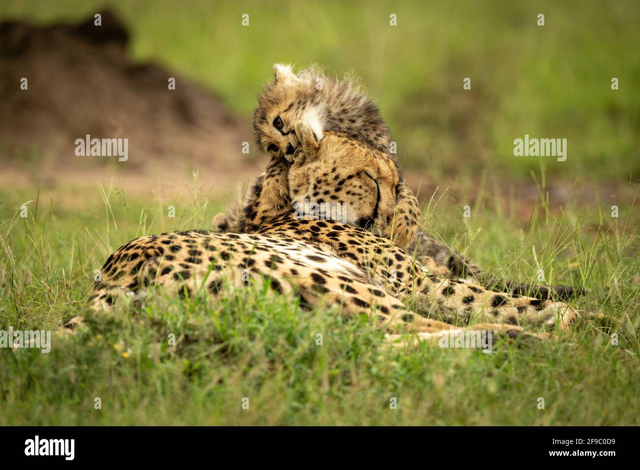 Biting ear hi-res stock photography and images - Alamy