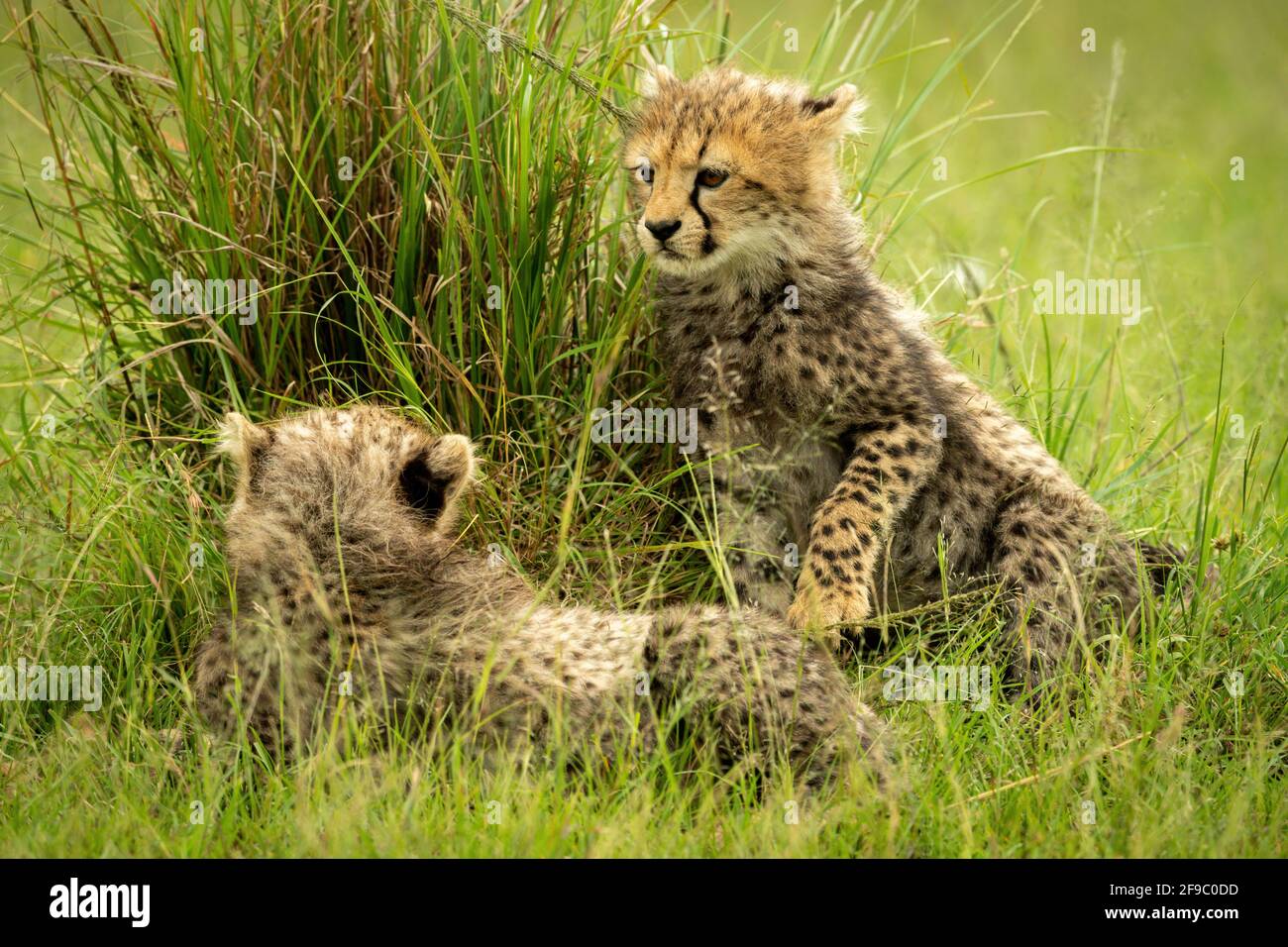 Cheetah cub paw hi-res stock photography and images - Alamy