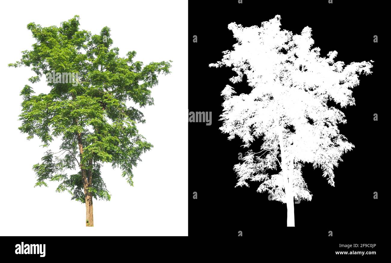 isolated tree on white background with clipping path and alpha channel ...