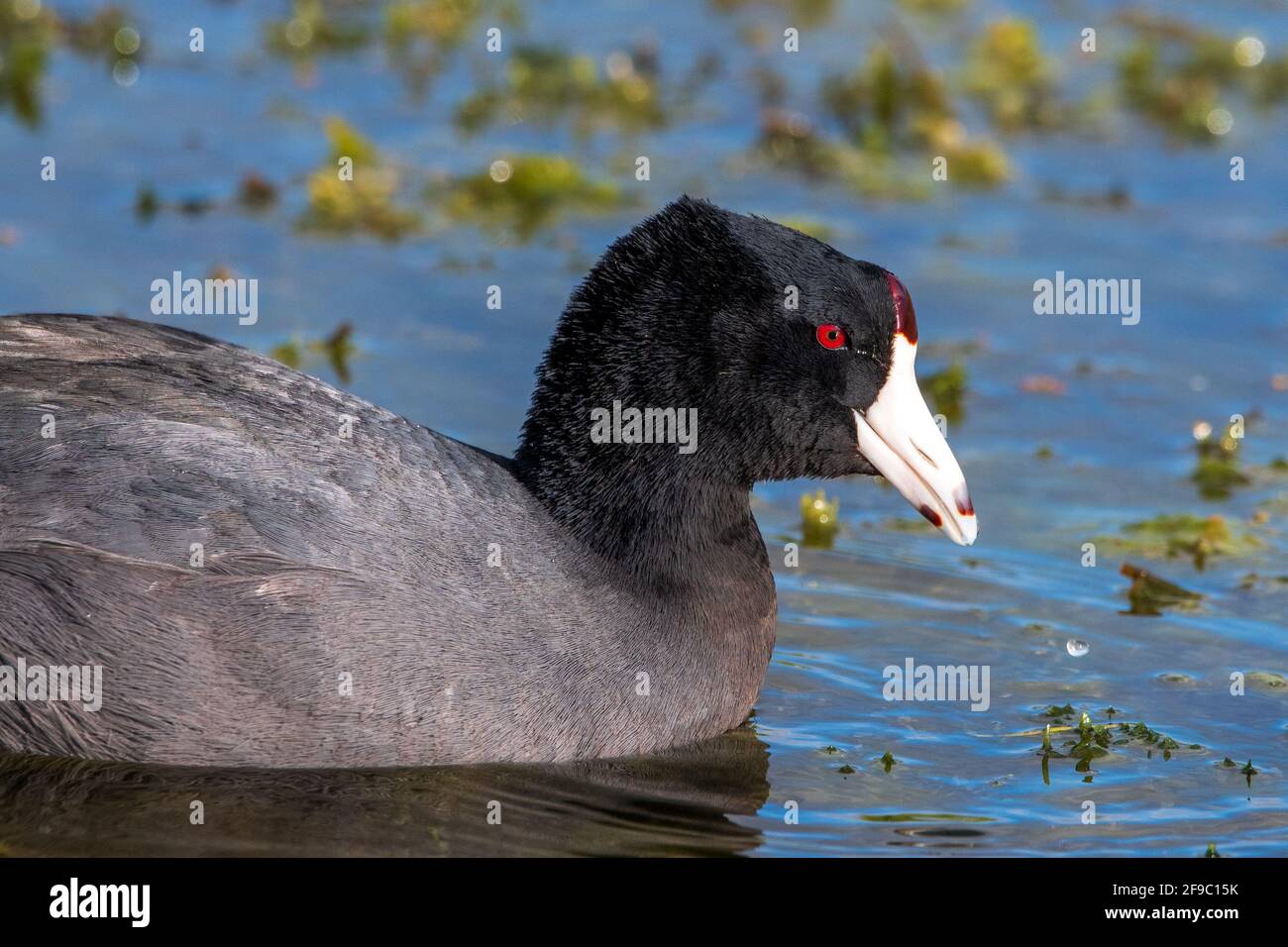 American coot, aka mud duck, swimming and feeding Stock Photo - Alamy