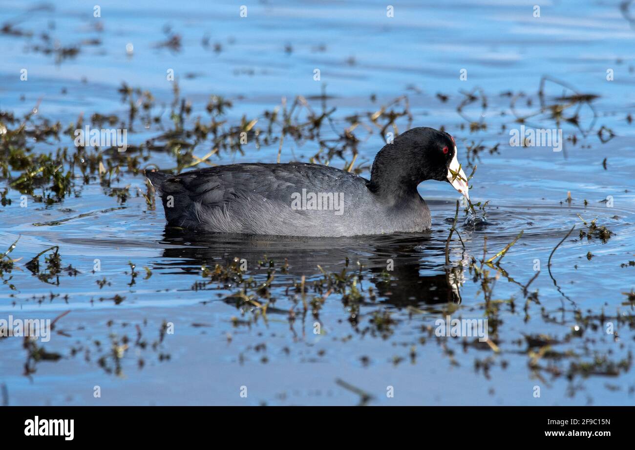 American coot, aka mud duck, swimming and feeding Stock Photo - Alamy