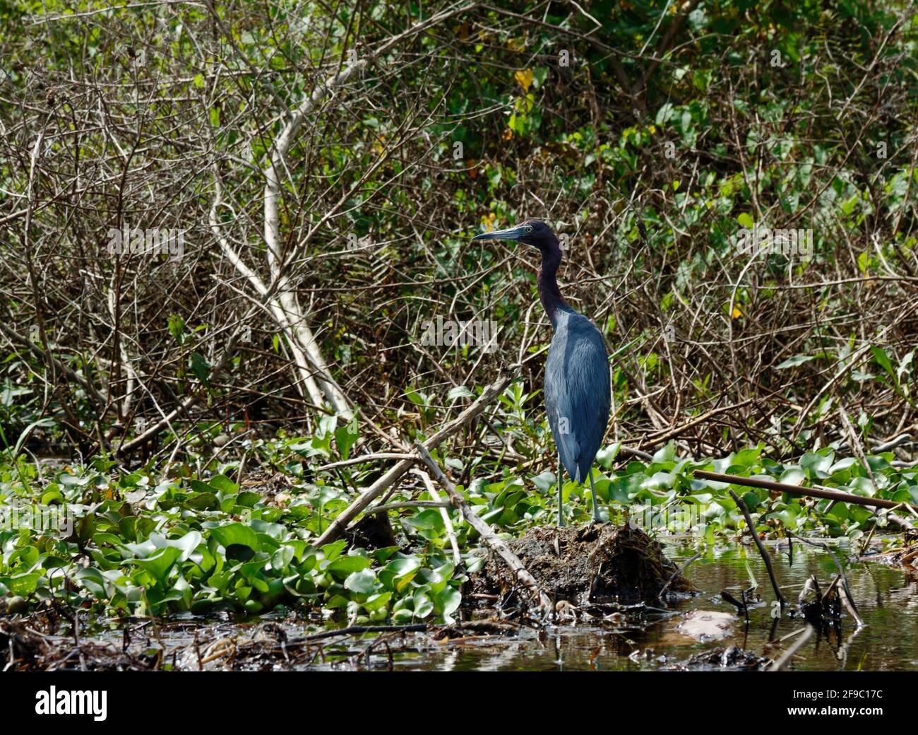 Mud mound hi-res stock photography and images - Alamy