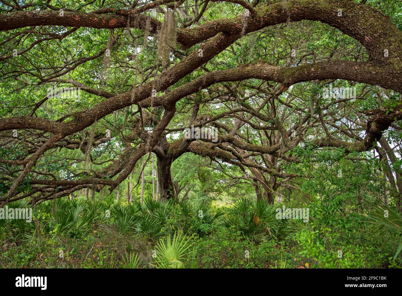 Central florida state park hi-res stock photography and images - Alamy