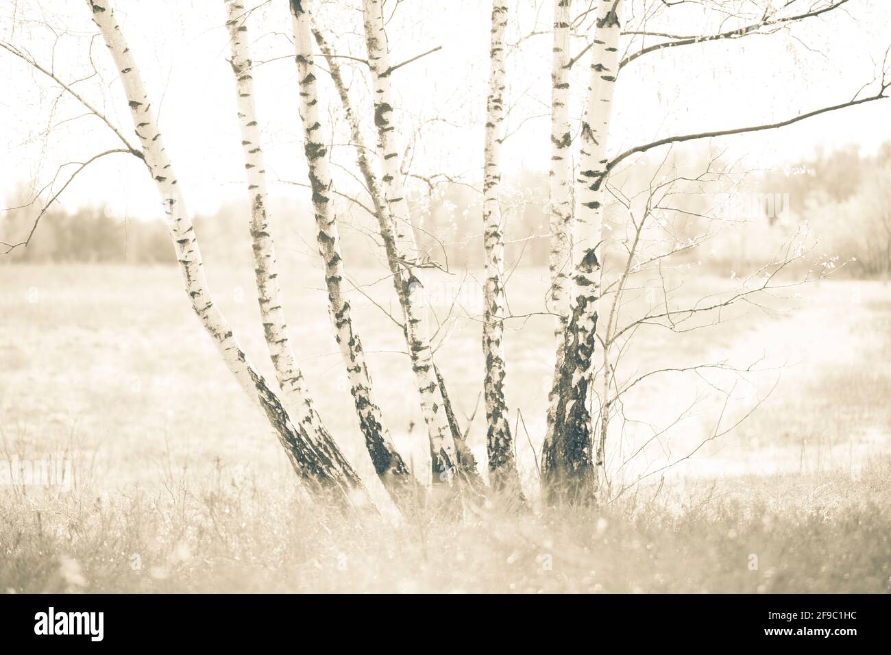 birch tree without leaves in a heather landscape Stock Photo - Alamy