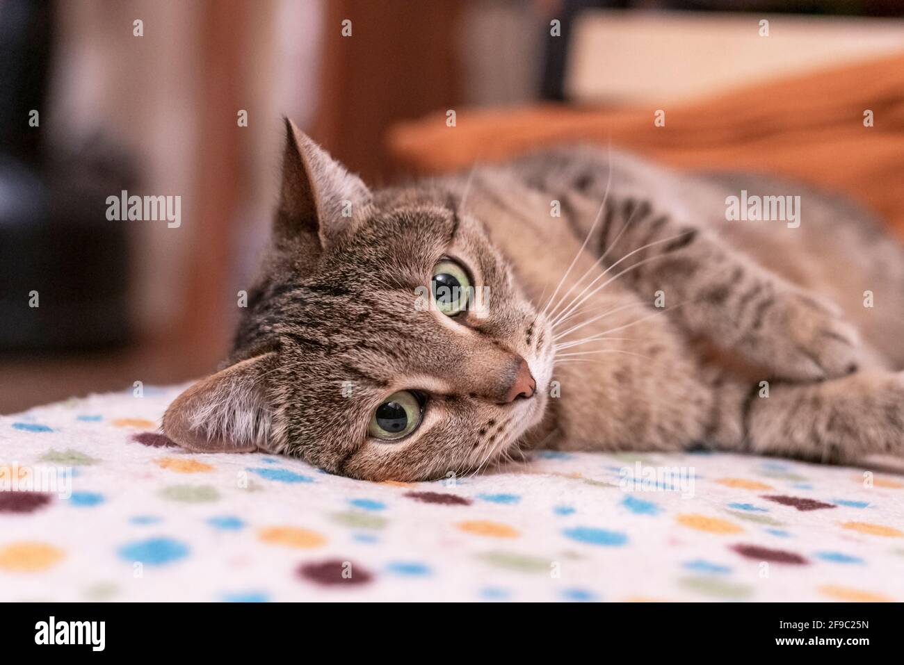 Tabby animals hi-res stock photography and images - Alamy