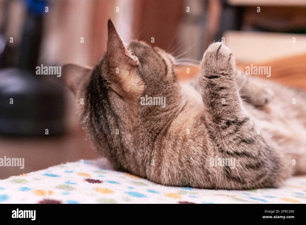 Mackerel tabby beige cat relaxing on couch and holding paw up, pets ...