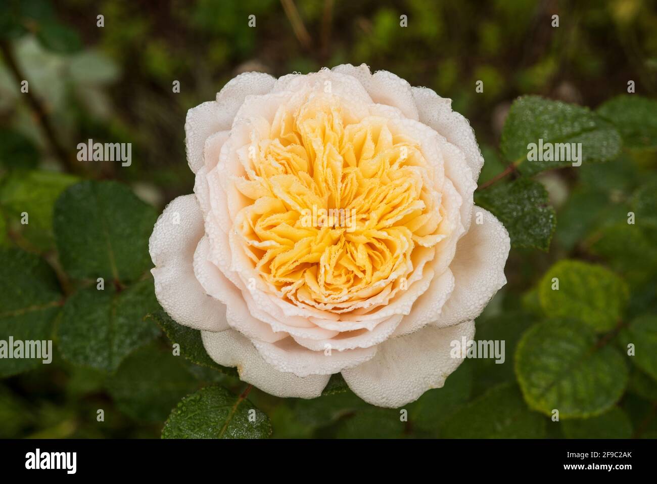 Pale blush pink rose hi-res stock photography and images - Alamy