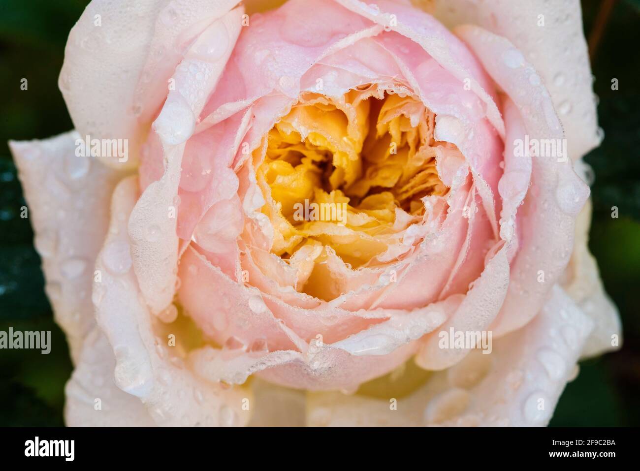 Pale blush pink rose hi-res stock photography and images - Alamy