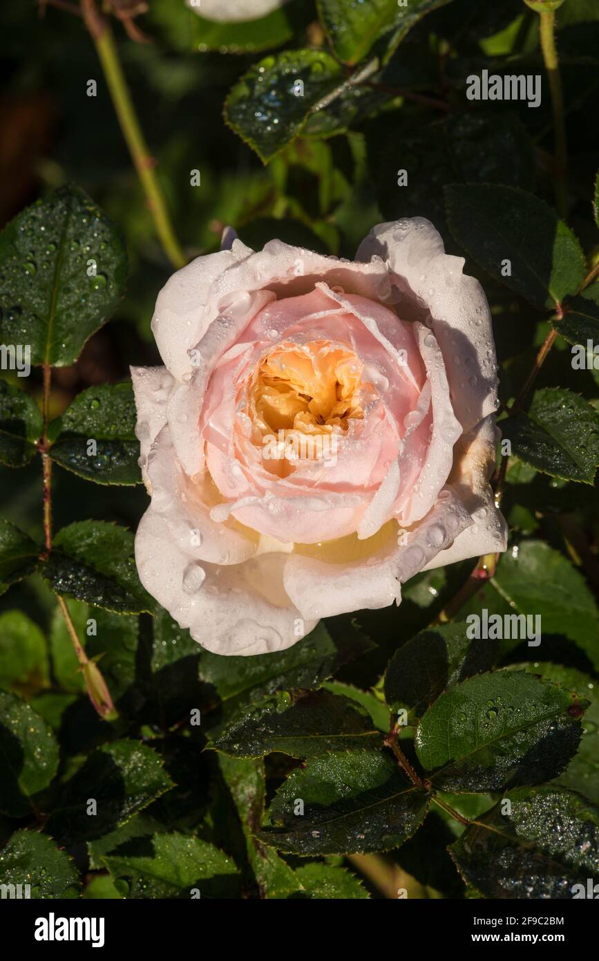 Pale blush pink rose hi-res stock photography and images - Alamy