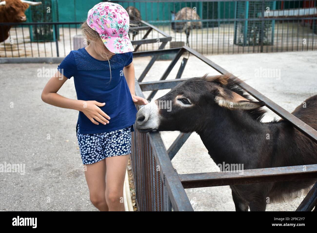 The girl in the zoo was scared of the donkey who approached Stock Photo ...