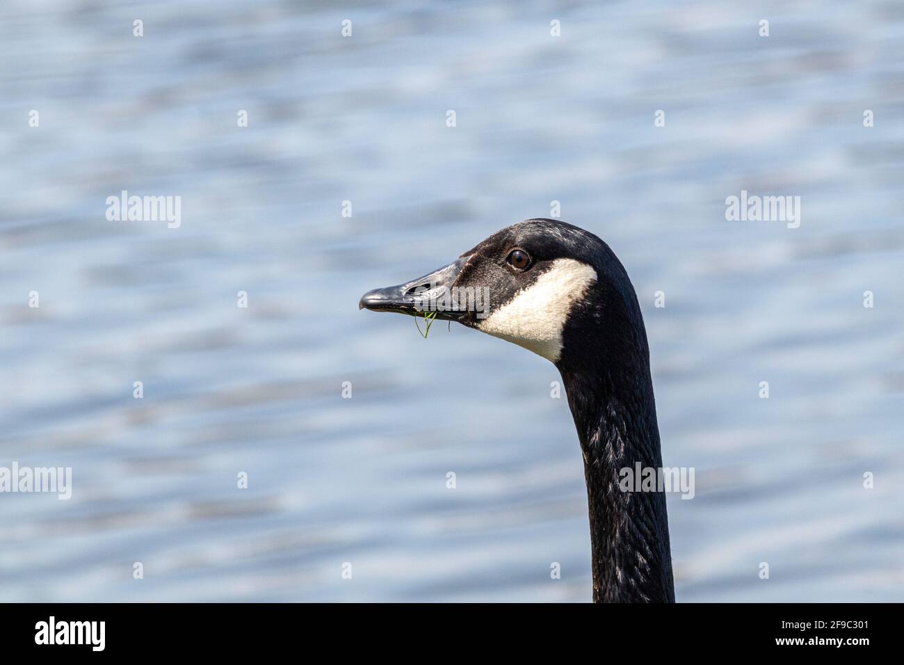 Portrait of a Canada Goose head and neck against a beautiful blue ...