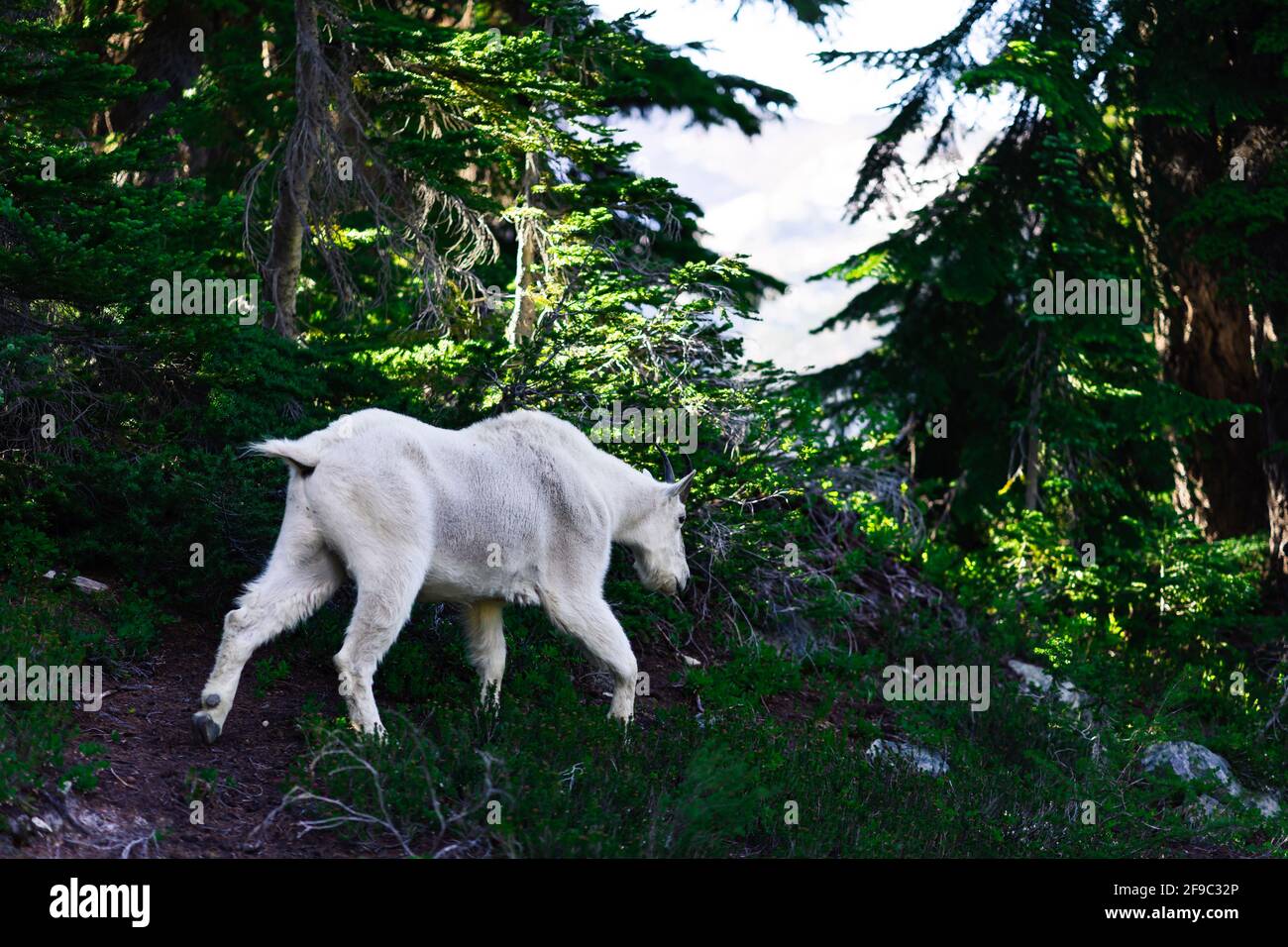 Strong breed hi-res stock photography and images - Alamy