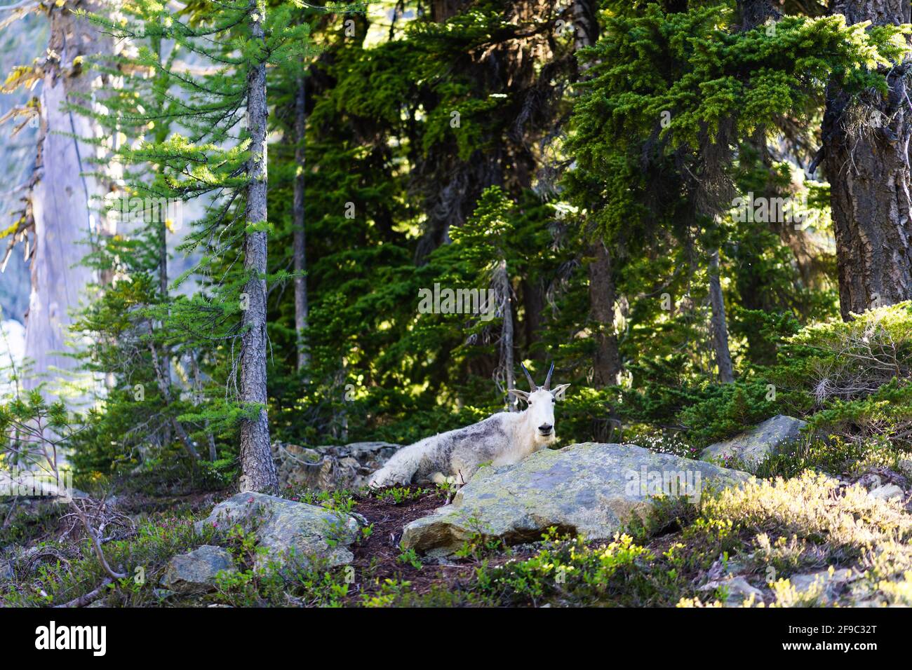 Strong wild mountain goat chilling in North Cascades National Park ...