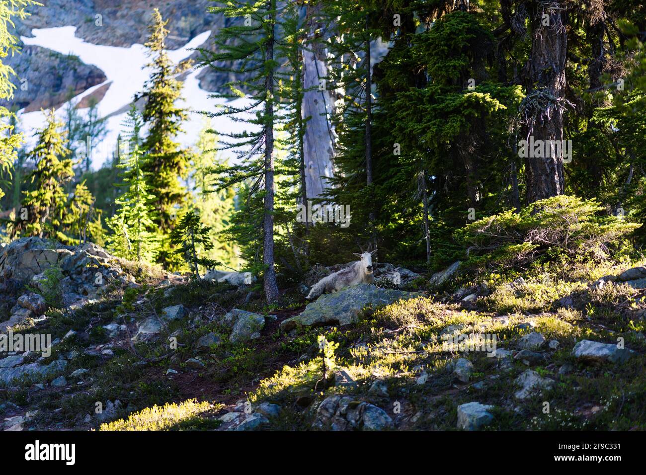 Strong wild mountain goat relaxing in North Cascades National Park ...